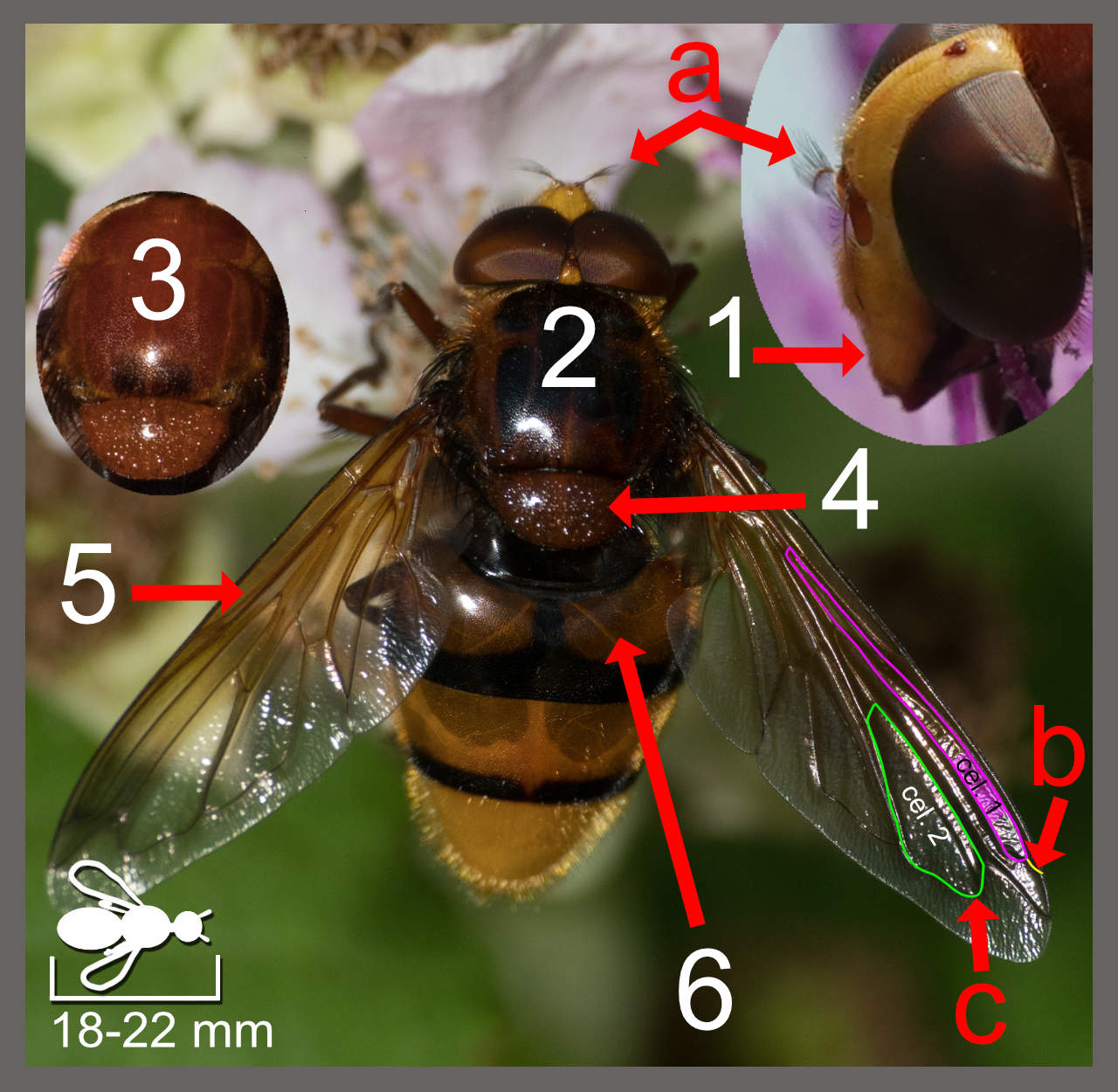 Volucelle zonée - Volucella zonaria | Identifier un insecte