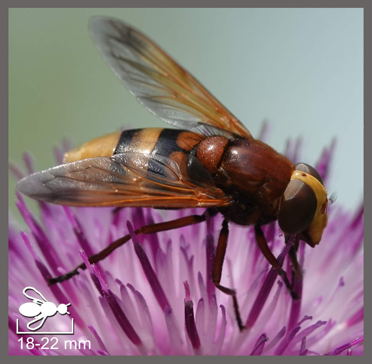 Volucelle zonée - Volucella zonaria | Identifier un insecte