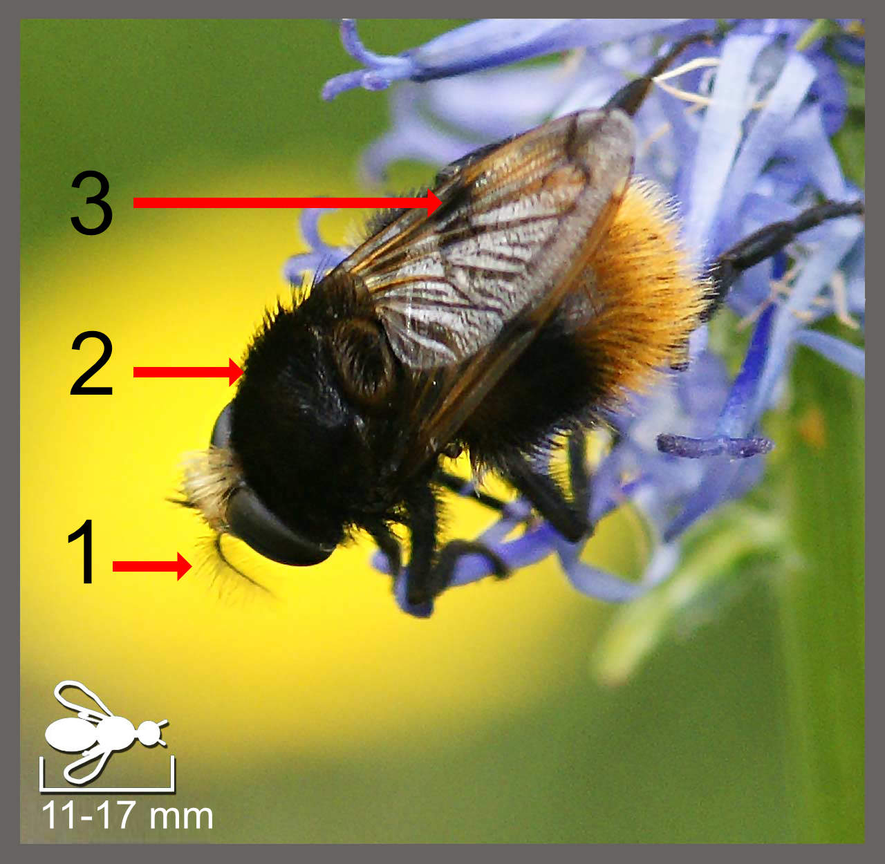 Volucelle bourdon - Volucella bombylans | Identifier un insecte