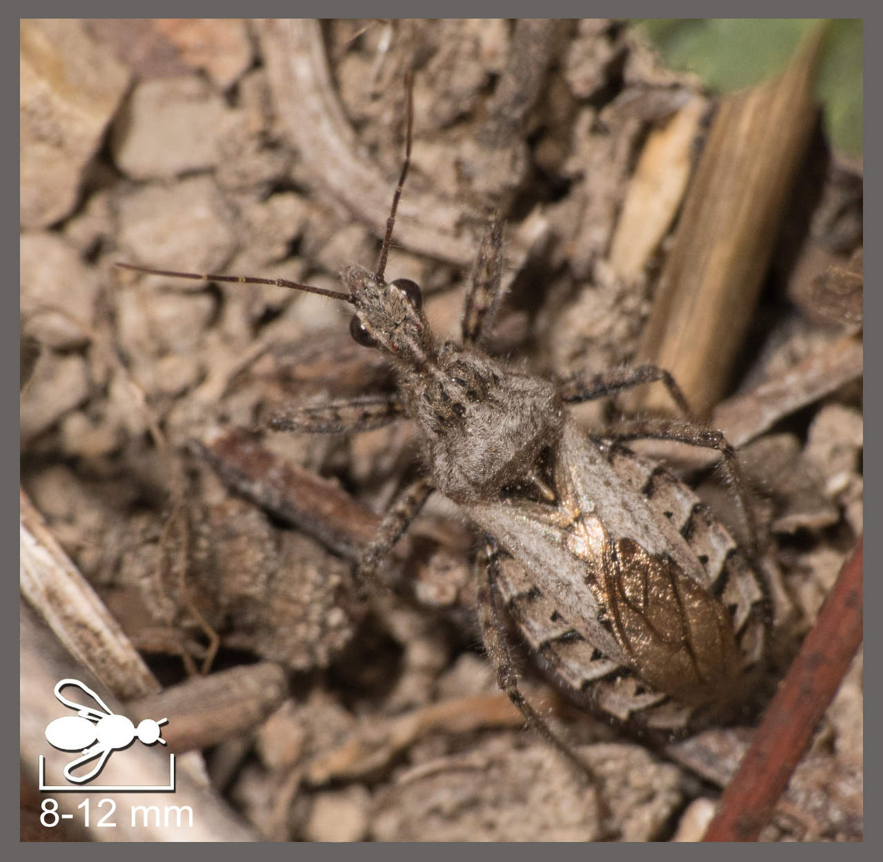 Coranus - Coranus sp. | Identifier un insecte