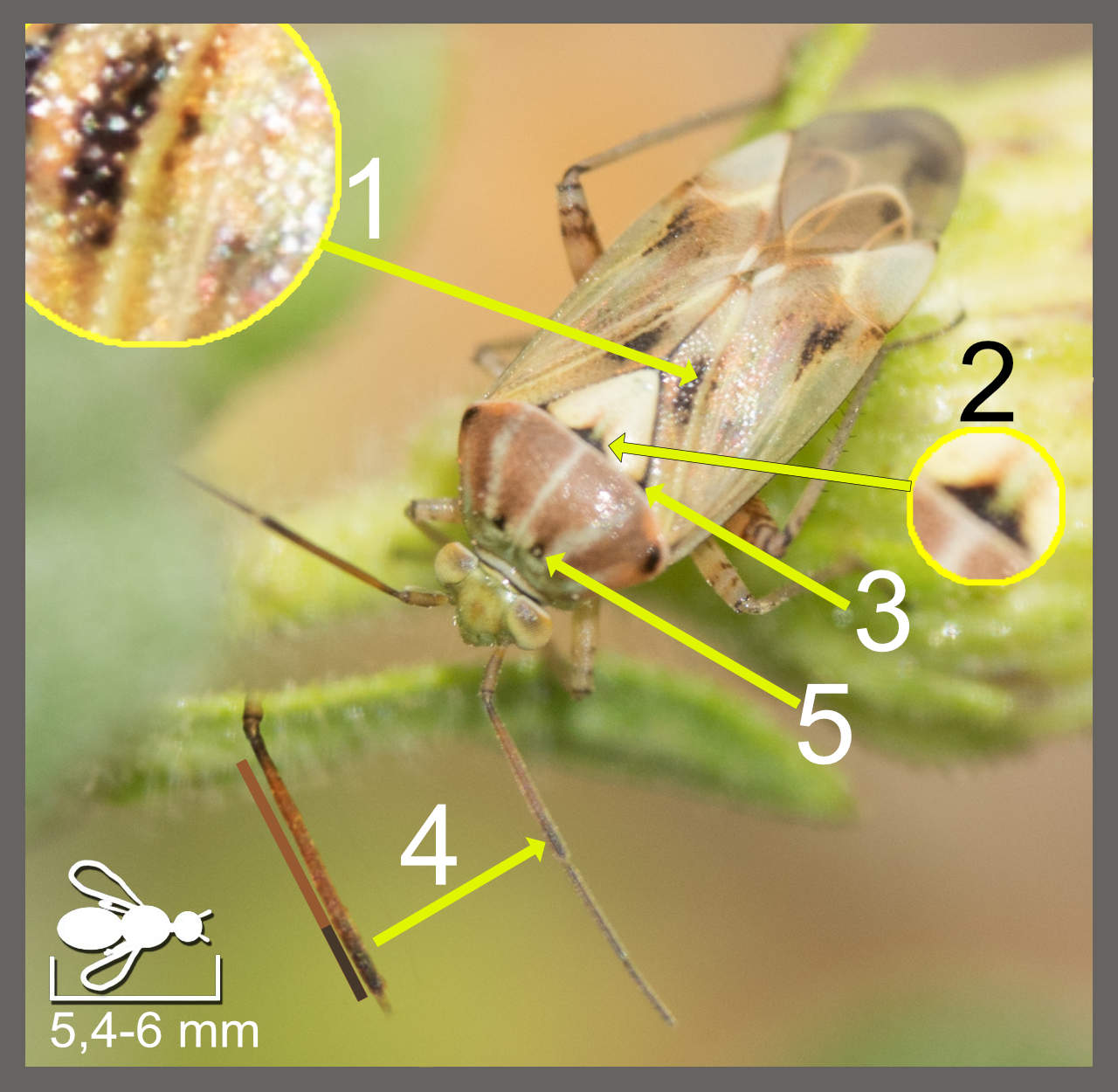 Lygus gemellatus - Lygus gemellatus | Identifier un insecte