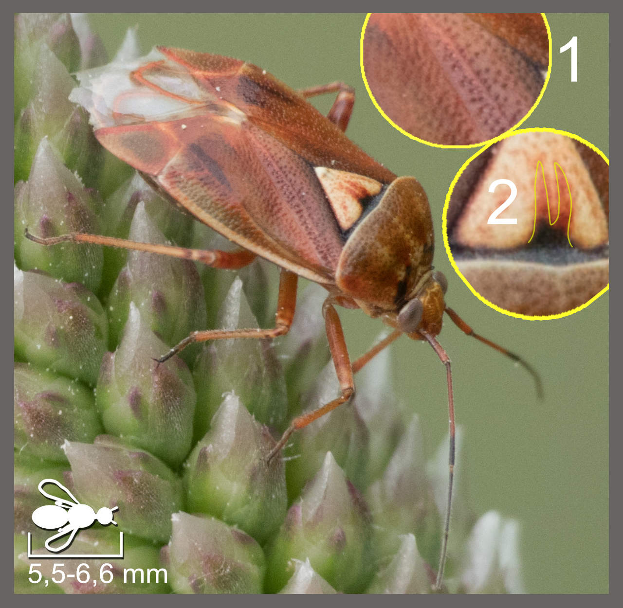 Lygus punctatus - Lygus punctatus | Identifier un insecte