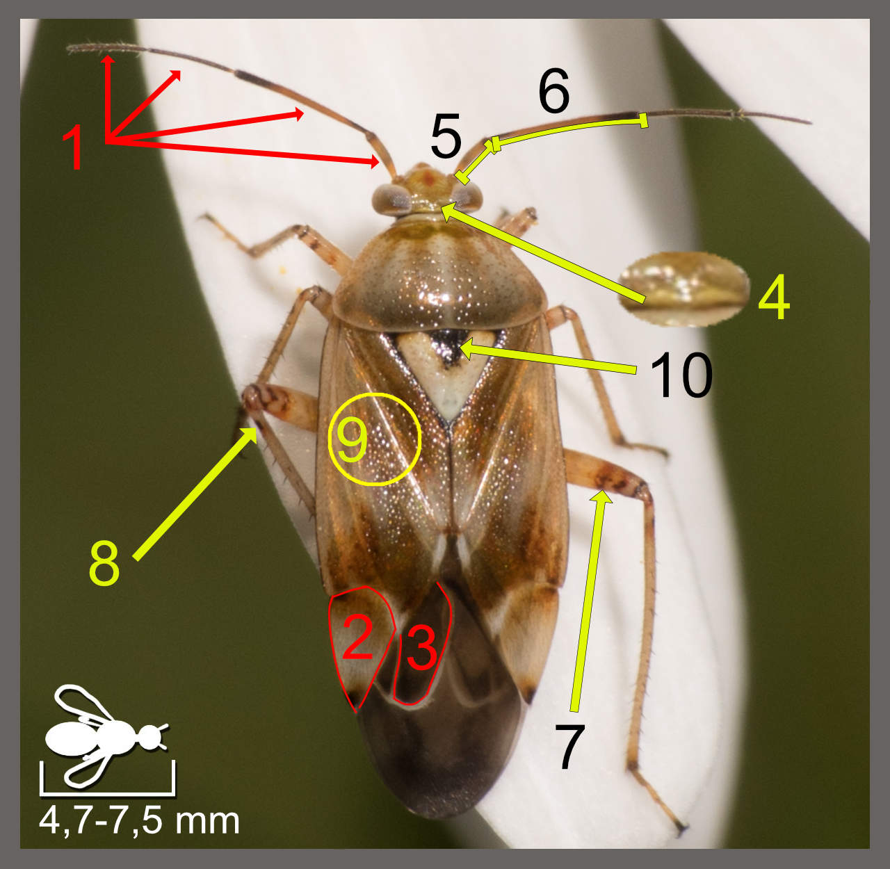 Lygus - Lygus sp. | Identifier un insecte