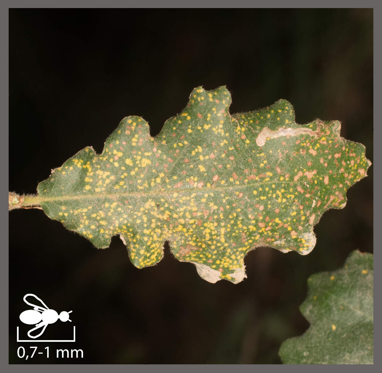 Phylloxéra du chêne - Phylloxera quercus | Identifier un insecte