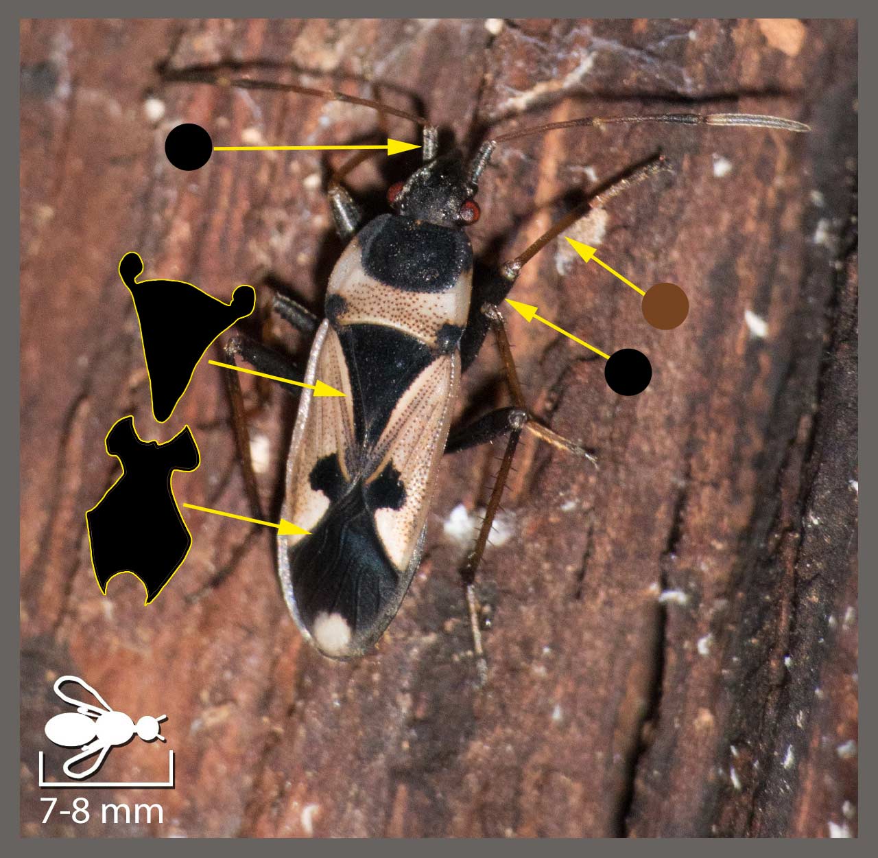 Raglius confusus - Raglius confusus | Identifier un insecte