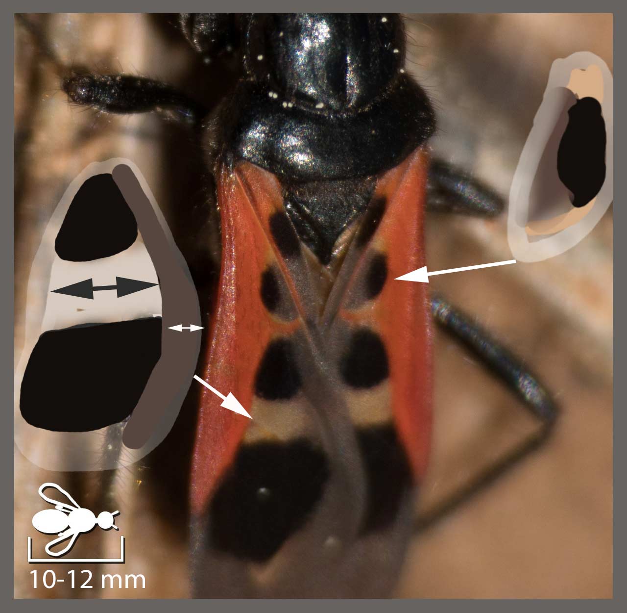 Réduve pirate - Peirates stridulus | Identifier un insecte