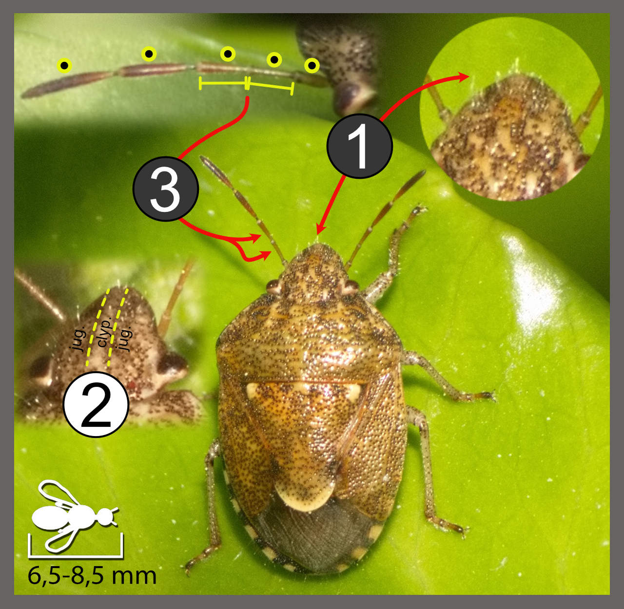 Starie soyeuse - Staria lunata | Identifier un insecte