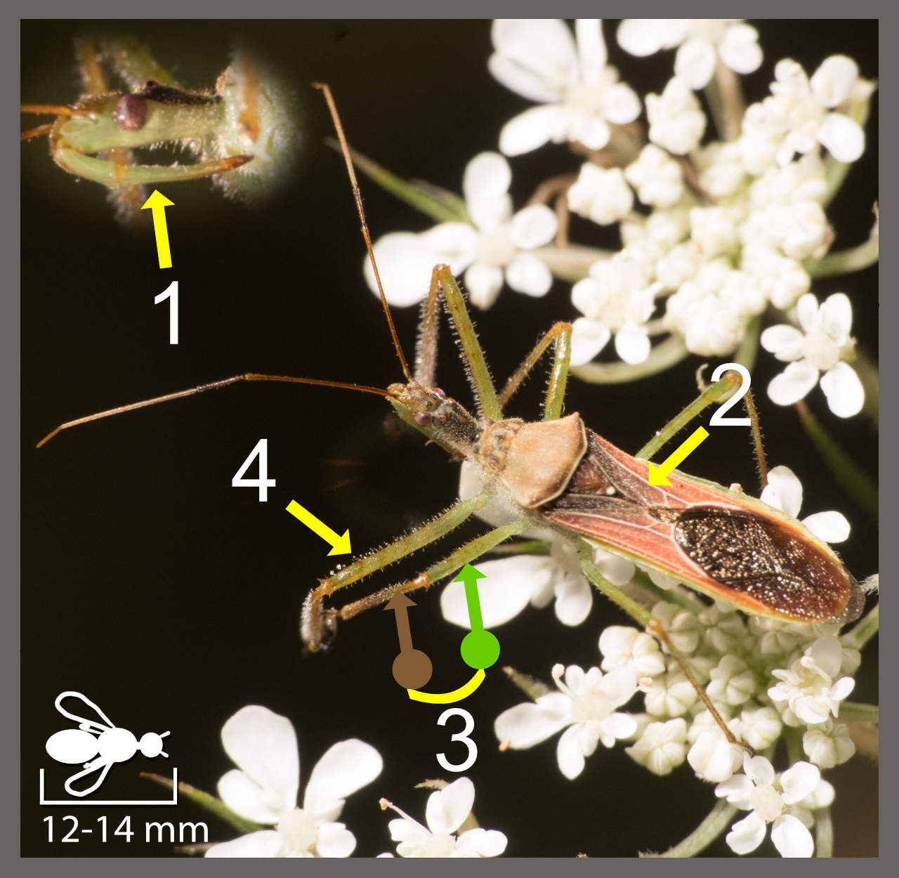 Zelus renardii - Zelus renardii | Identifier un insecte