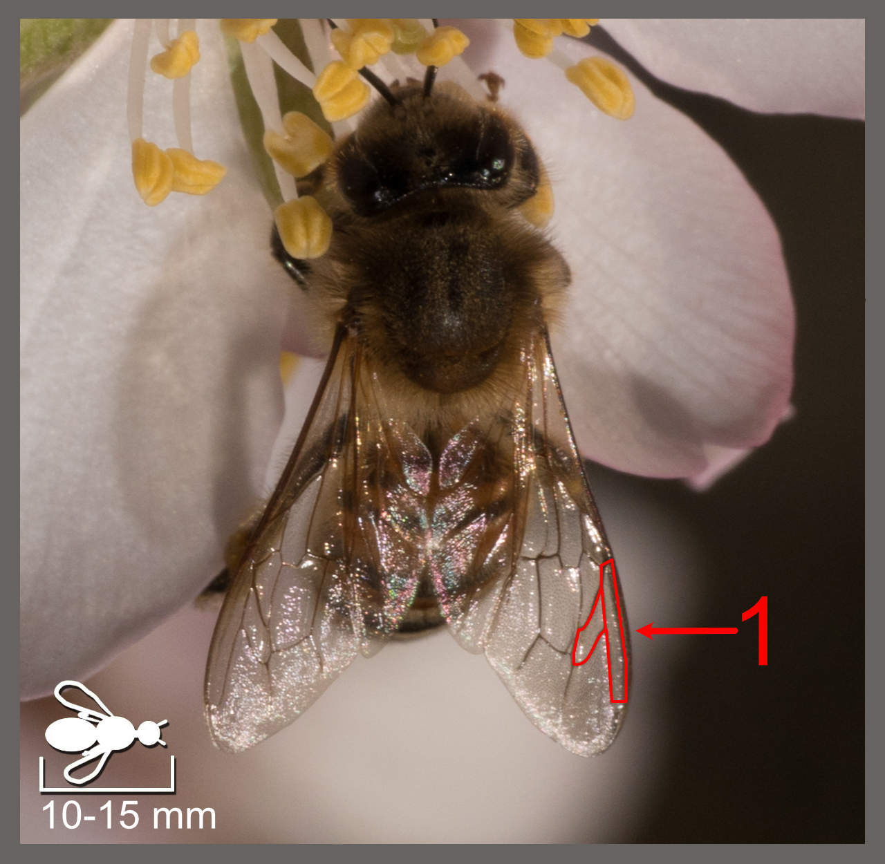 Abeille mellifère - Apis mellifera | Identifier un insecte