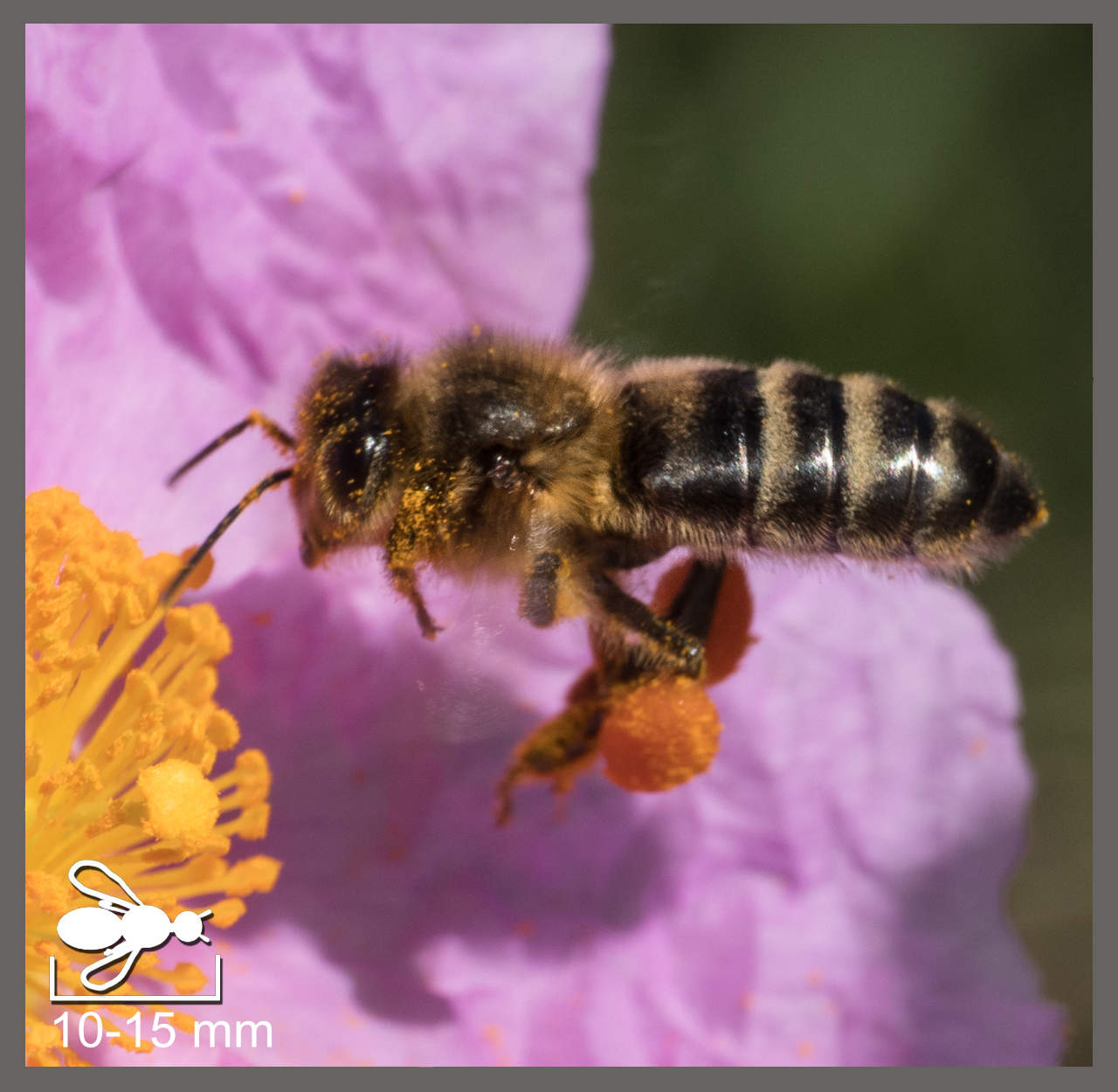 Abeille mellifère - Apis mellifera | Identifier un insecte