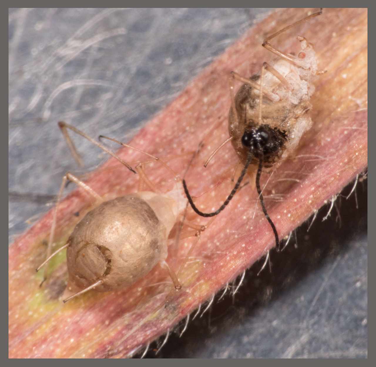Braconidés - Bracon et autres genres | Identifier un insecte