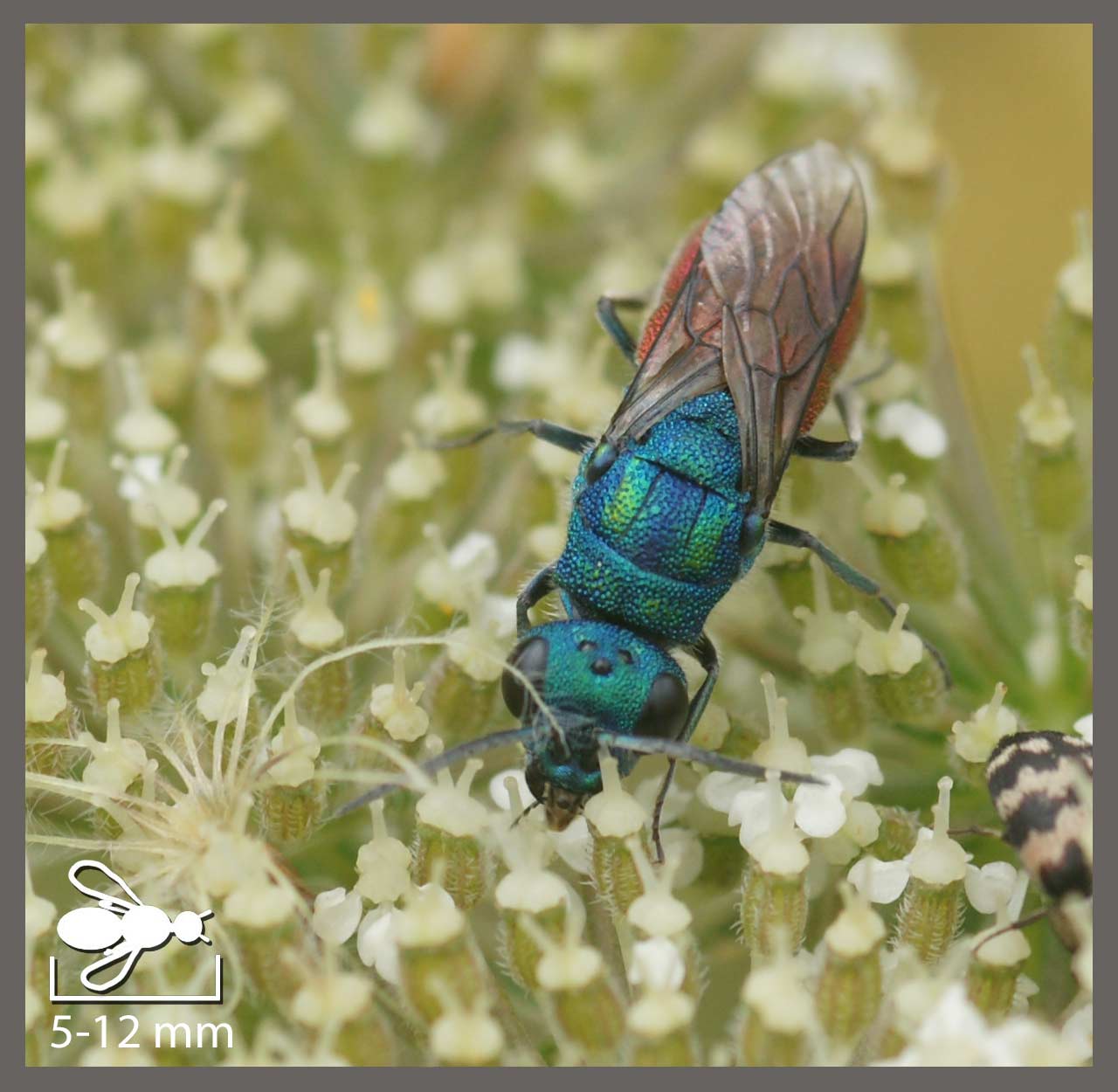 Chrysis - Chrysis sp. | Identifier un insecte