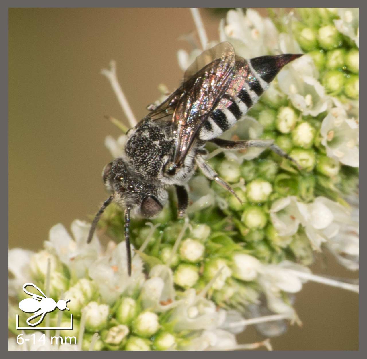 Coelioxys - Coelioxys sp. | Identifier un insecte