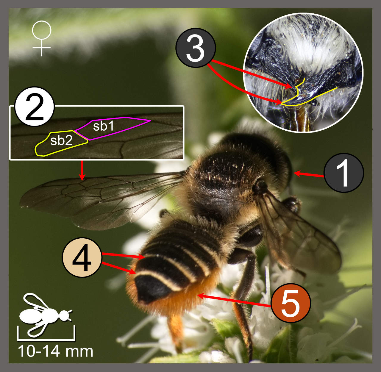 Mégachile de la Gesse - Megachile ericetorum | Identifier un insecte
