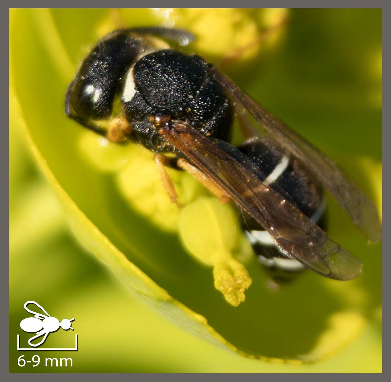 Odynerus melanocephalus - Odynerus melanocephalus | Identifier un insecte