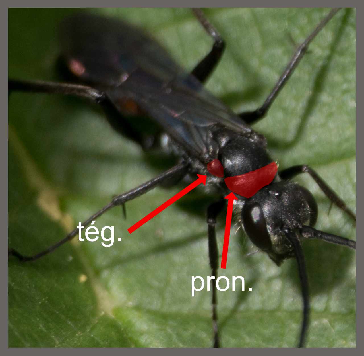 Pompiles - Pompilus et autres genres | Identifier un insecte