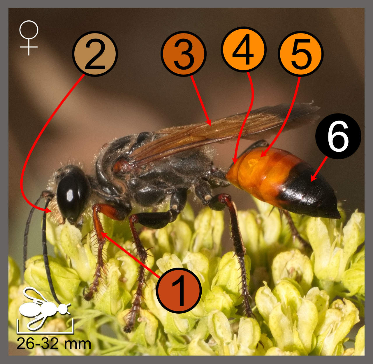 Sphex à ailes jaunes - Sphex flavipennis | Identifier un insecte