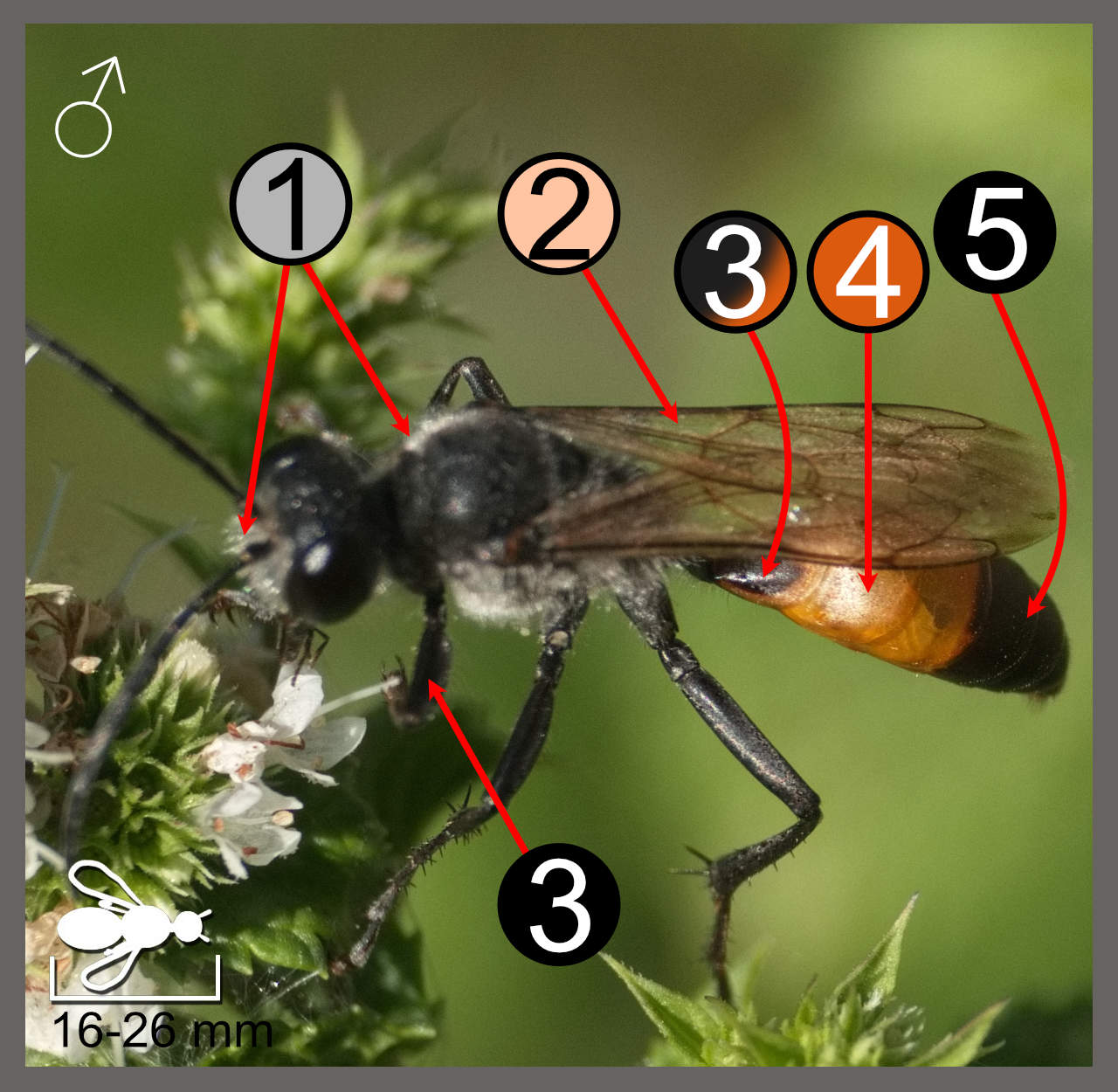 Sphex gryllivore - Sphex funerarius | Identifier un insecte