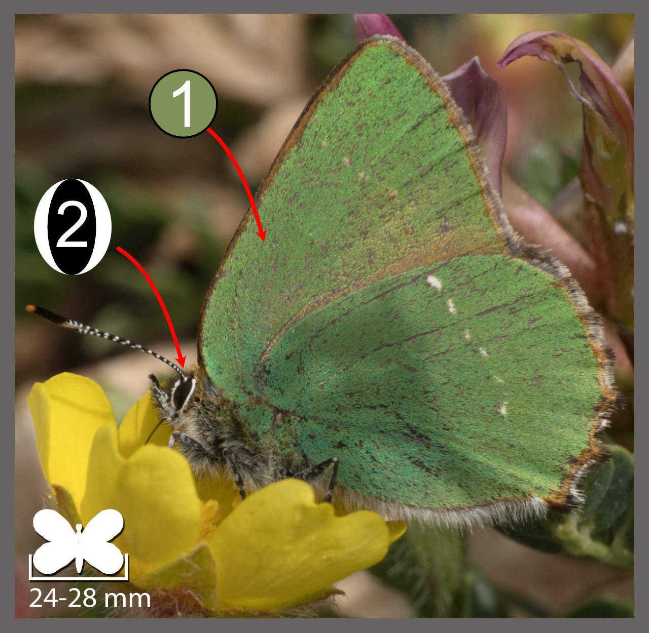 Argus vert - Callophrys rubi | Identifier un insecte