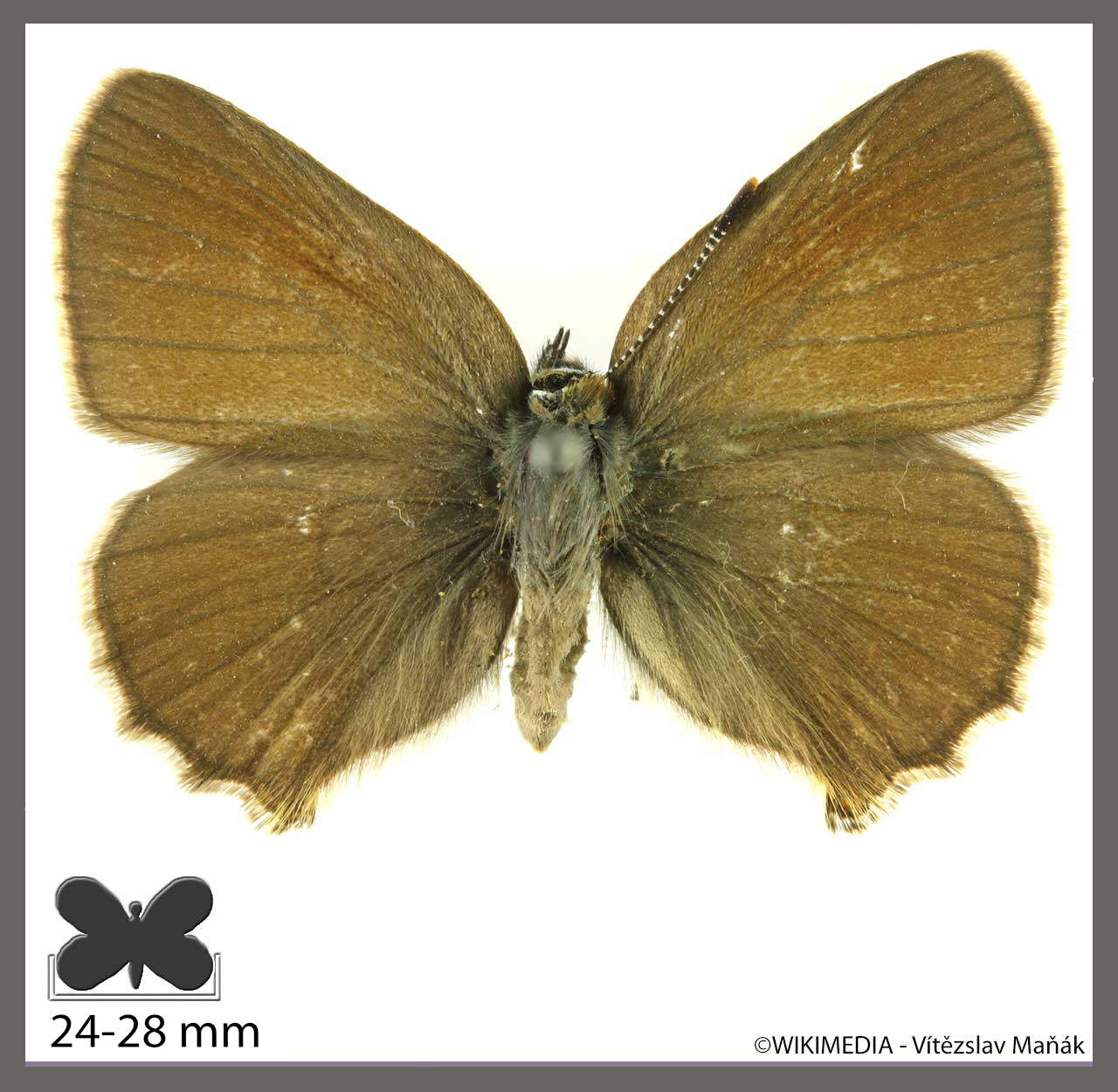 Argus vert - Callophrys rubi | Identifier un insecte