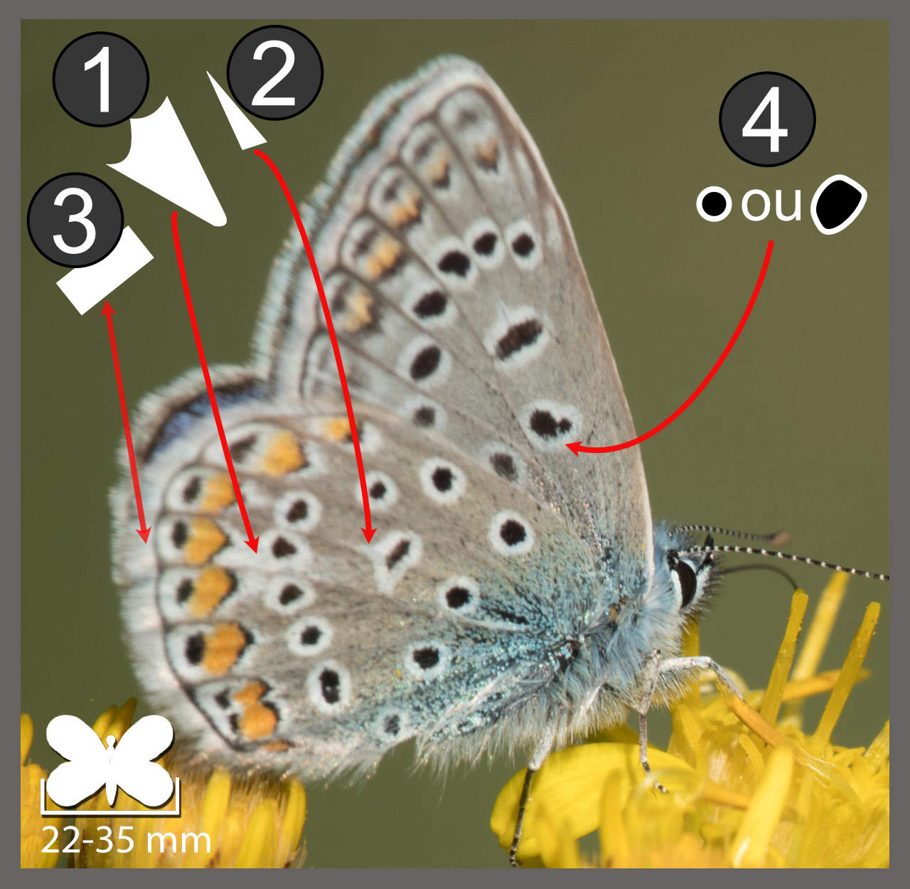 Azuré commun - Polyommatus icarus | Identifier un insecte