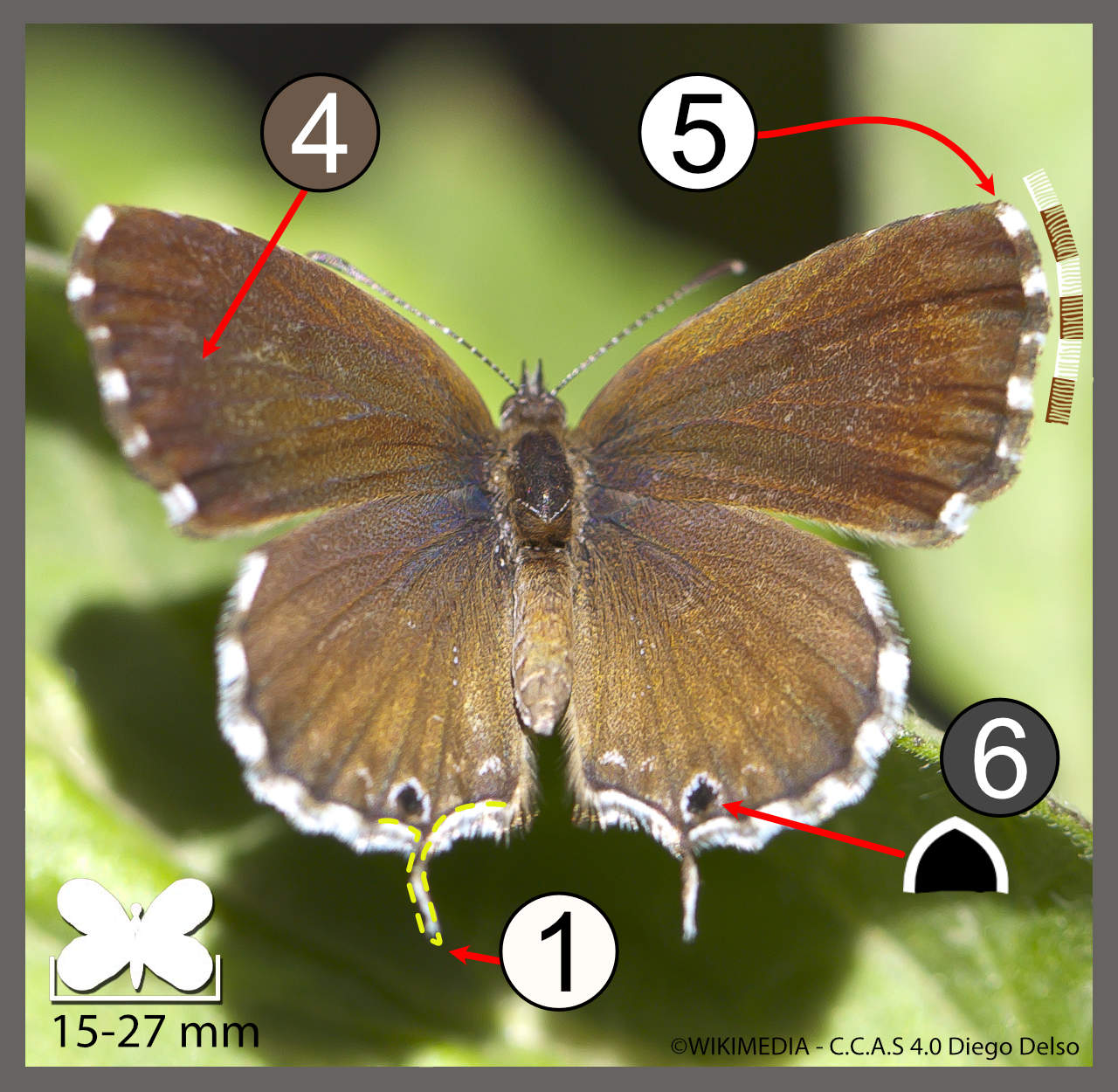 Brun des Pélargoniums - Cacyreus marshalli | Identifier un insecte