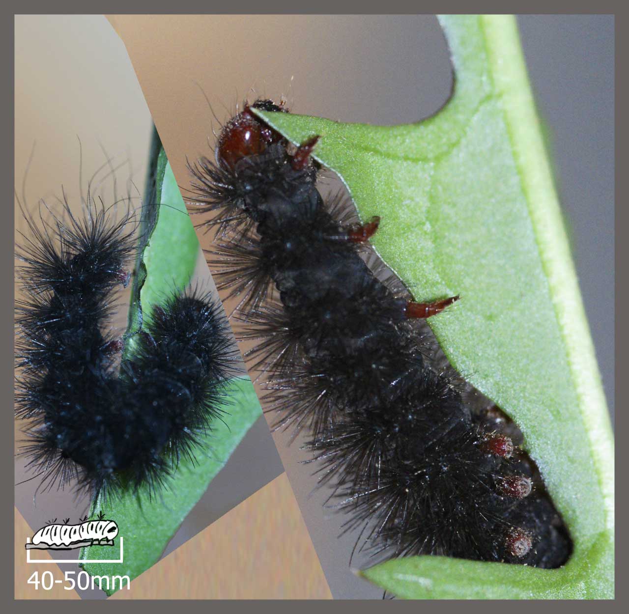 Écaille fermière - Arctia villica | Identifier un insecte