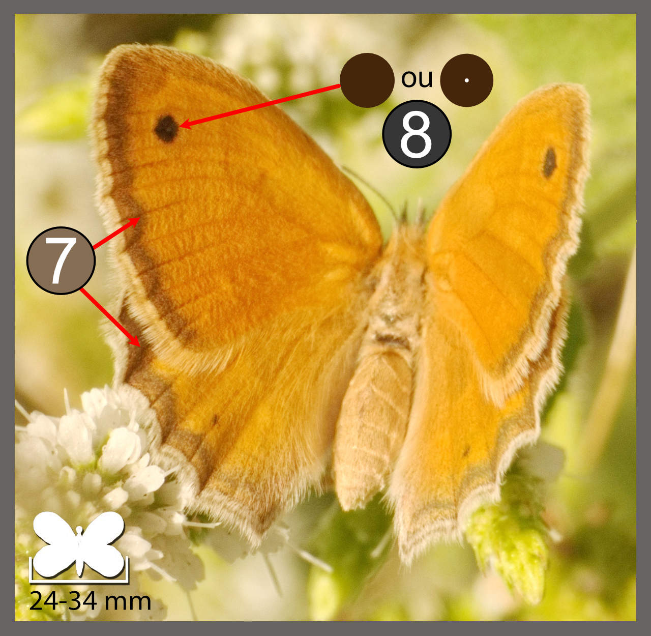 Fadet commun - Coenonympha pamphilus | Identifier un insecte