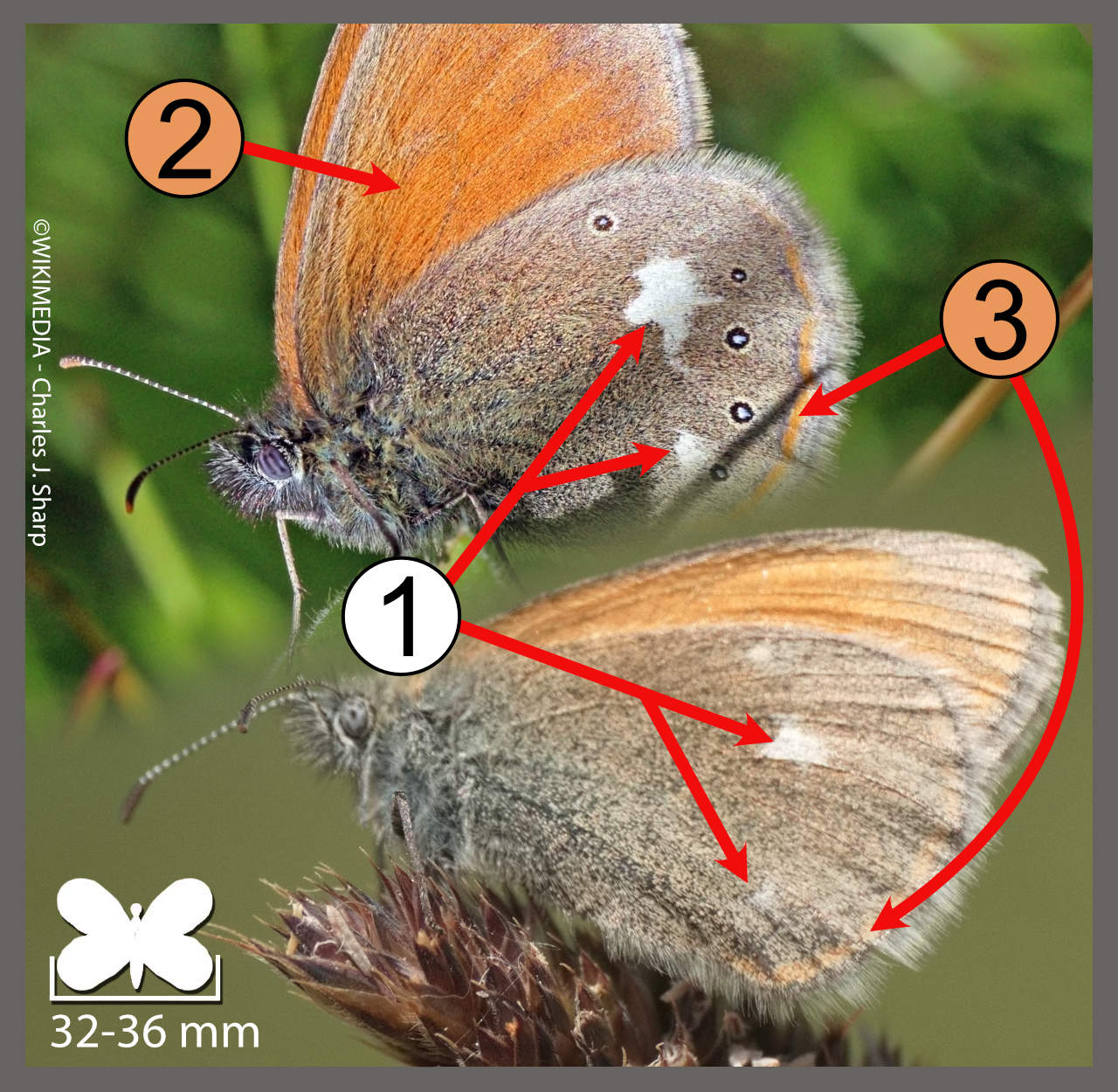 Fadet de la Mélique - Coenonympha glycerion | Identifier un insecte
