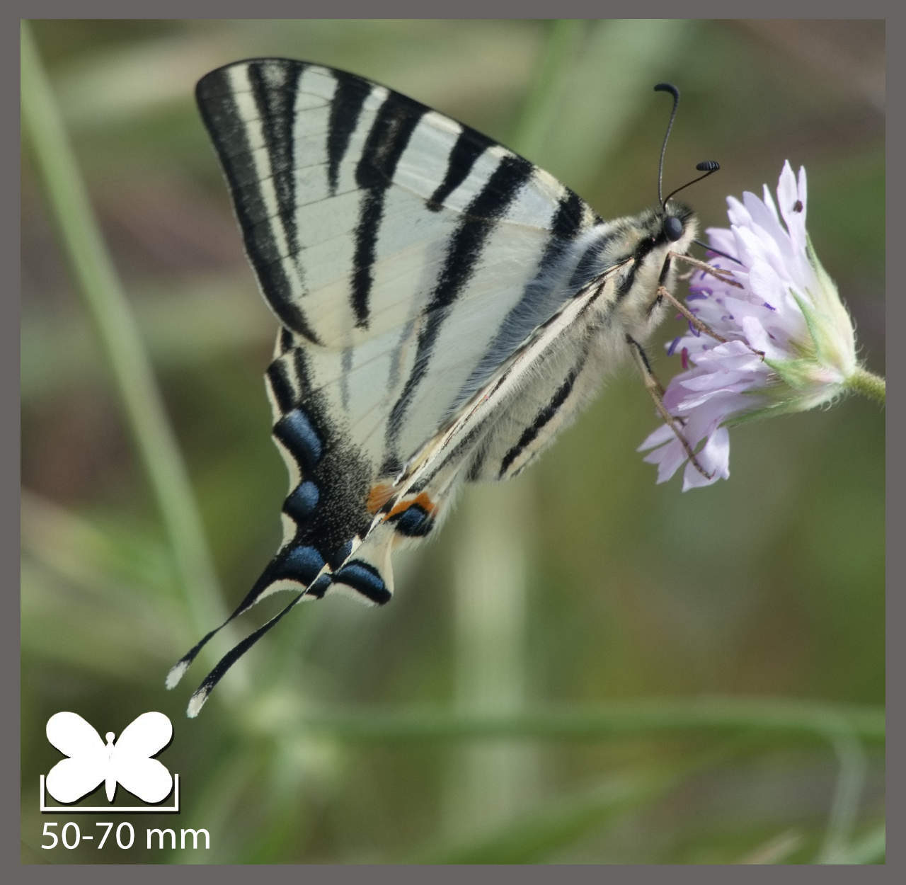 Flambé - Iphiclides podalirius | Identifier un insecte