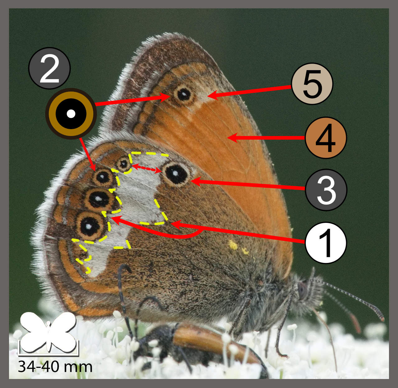 Céphale - Coenonympha arcania | Identifier un insecte