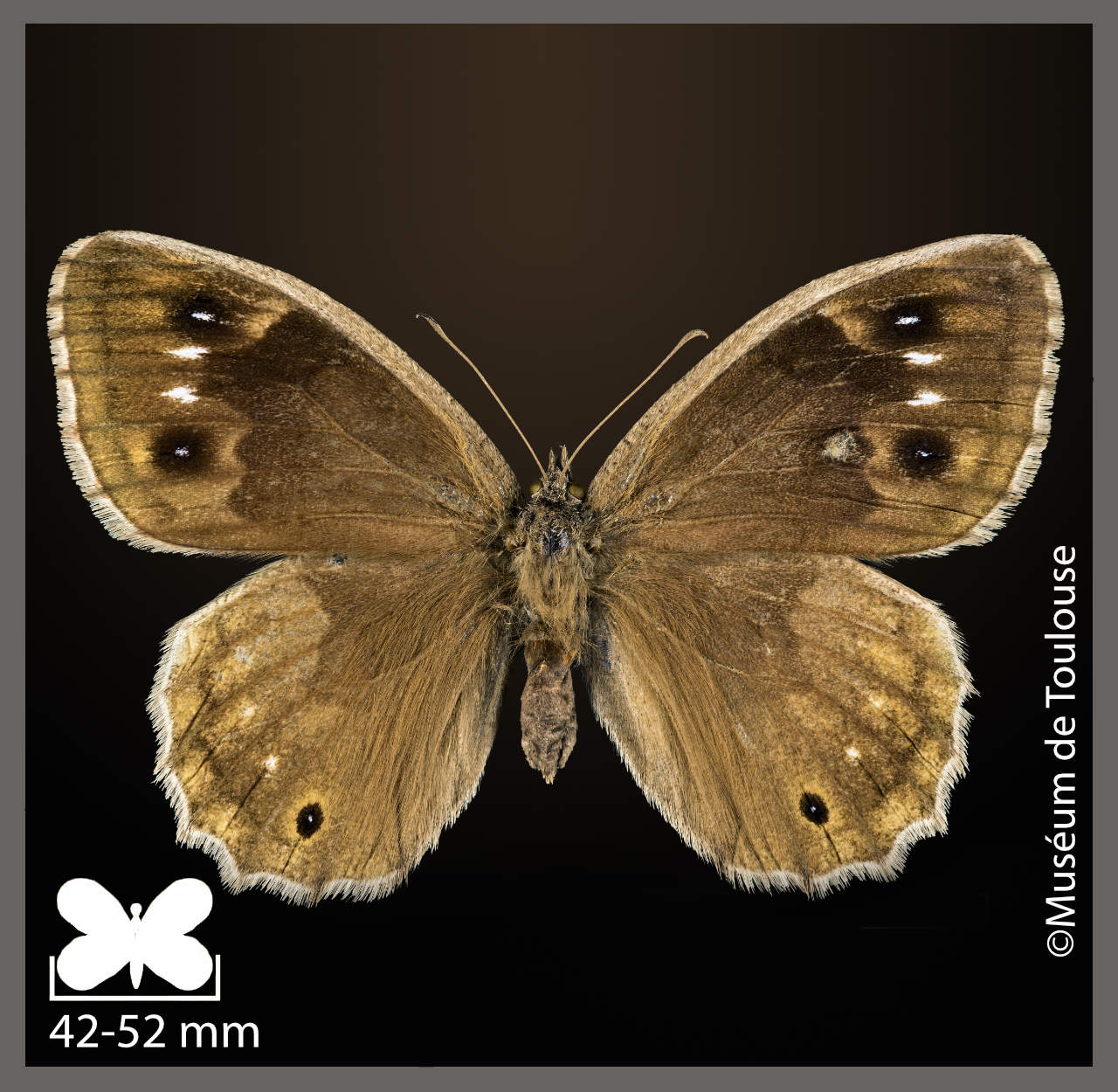 Faune - Hipparchia statilinus | Identifier un insecte