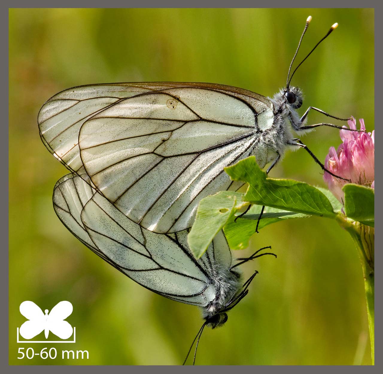 Gazé - Aporia crataegi | Identifier un insecte
