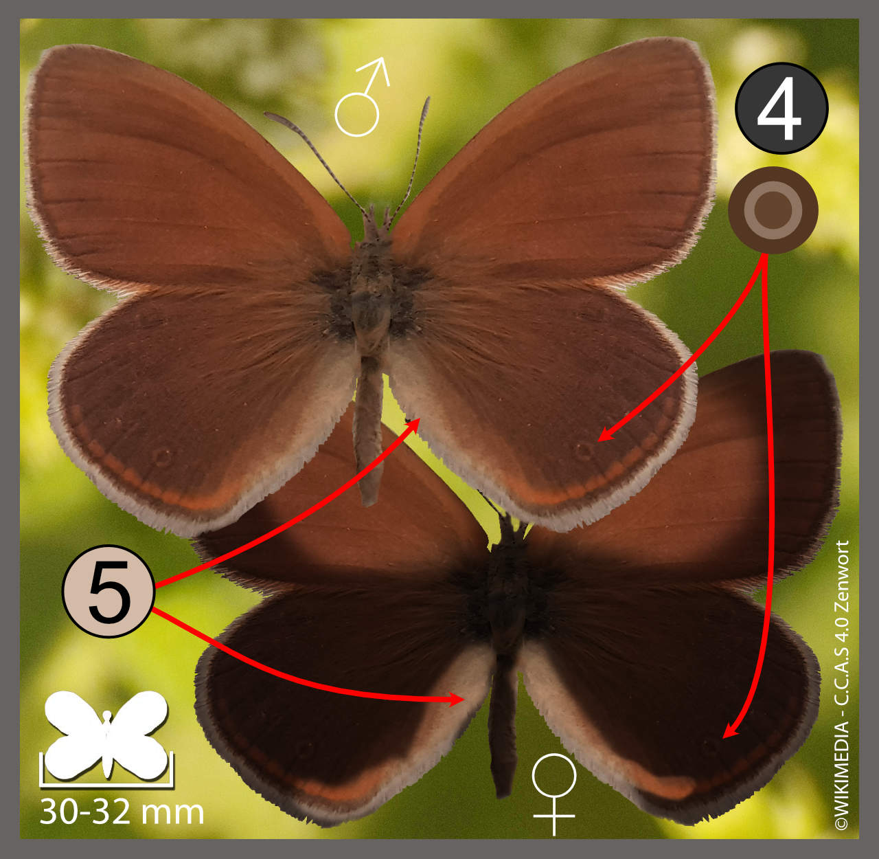 Satyrion - Coenonympha gardetta | Identifier un insecte