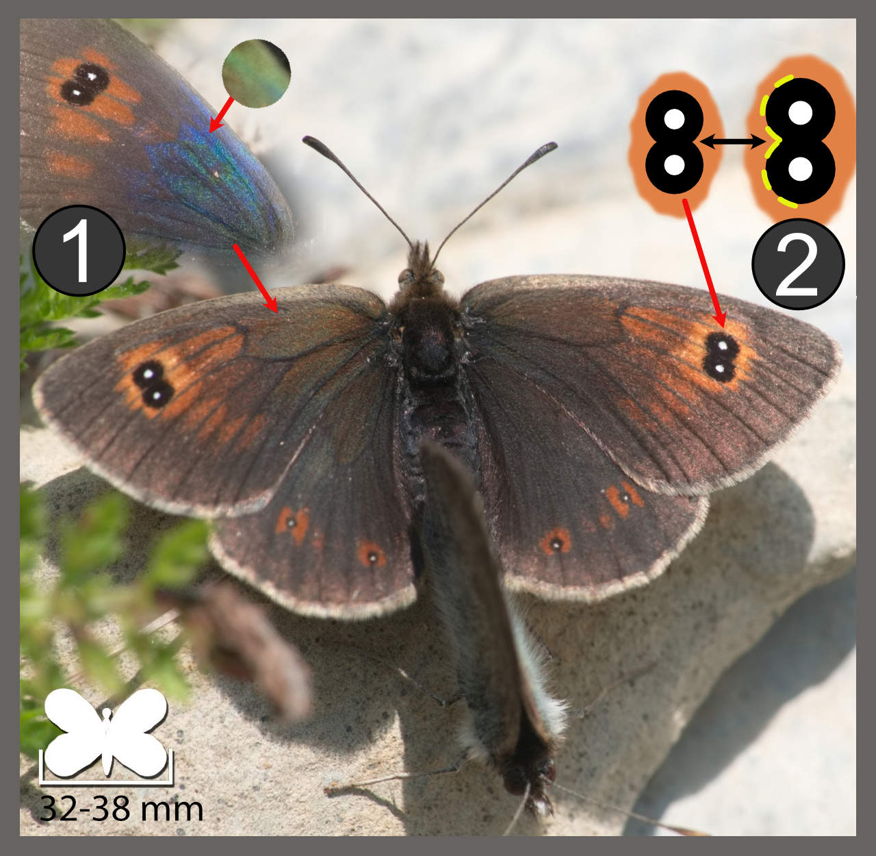 Moiré lustré - Erebia arvernensis | Identifier un insecte