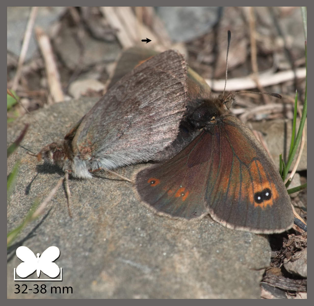 Moiré lustré - Erebia arvernensis | Identifier un insecte