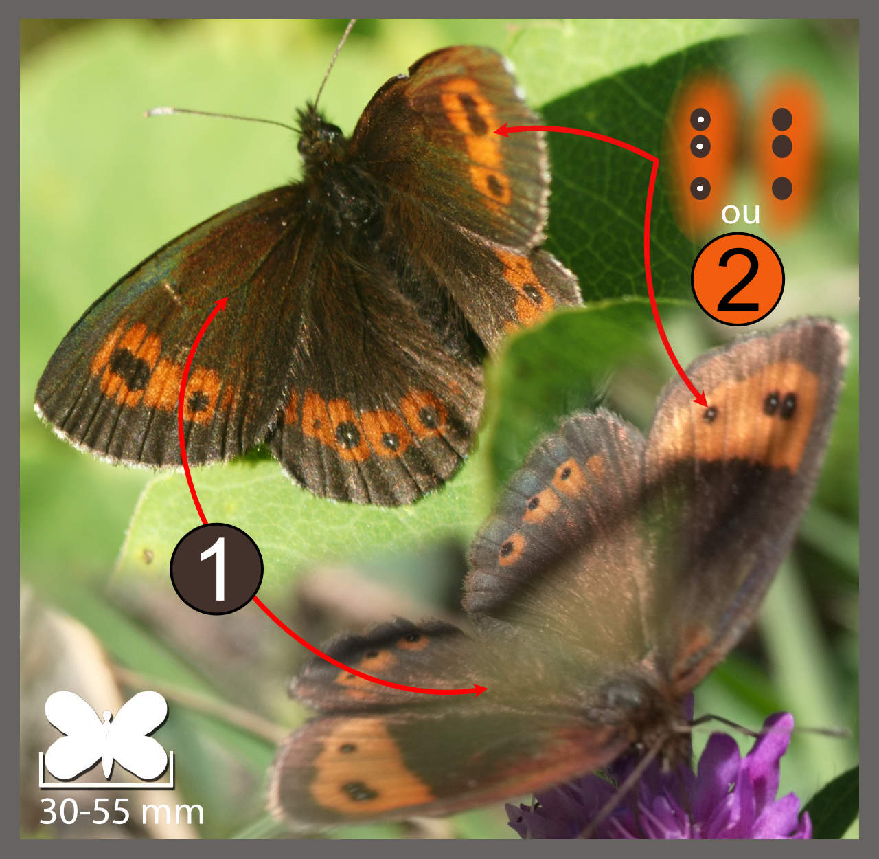 Moirés - Erebia sp. | Identifier un insecte