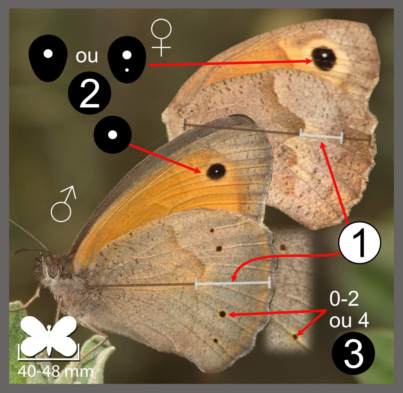 Myrtil - Maniola jurtina | Identifier un insecte