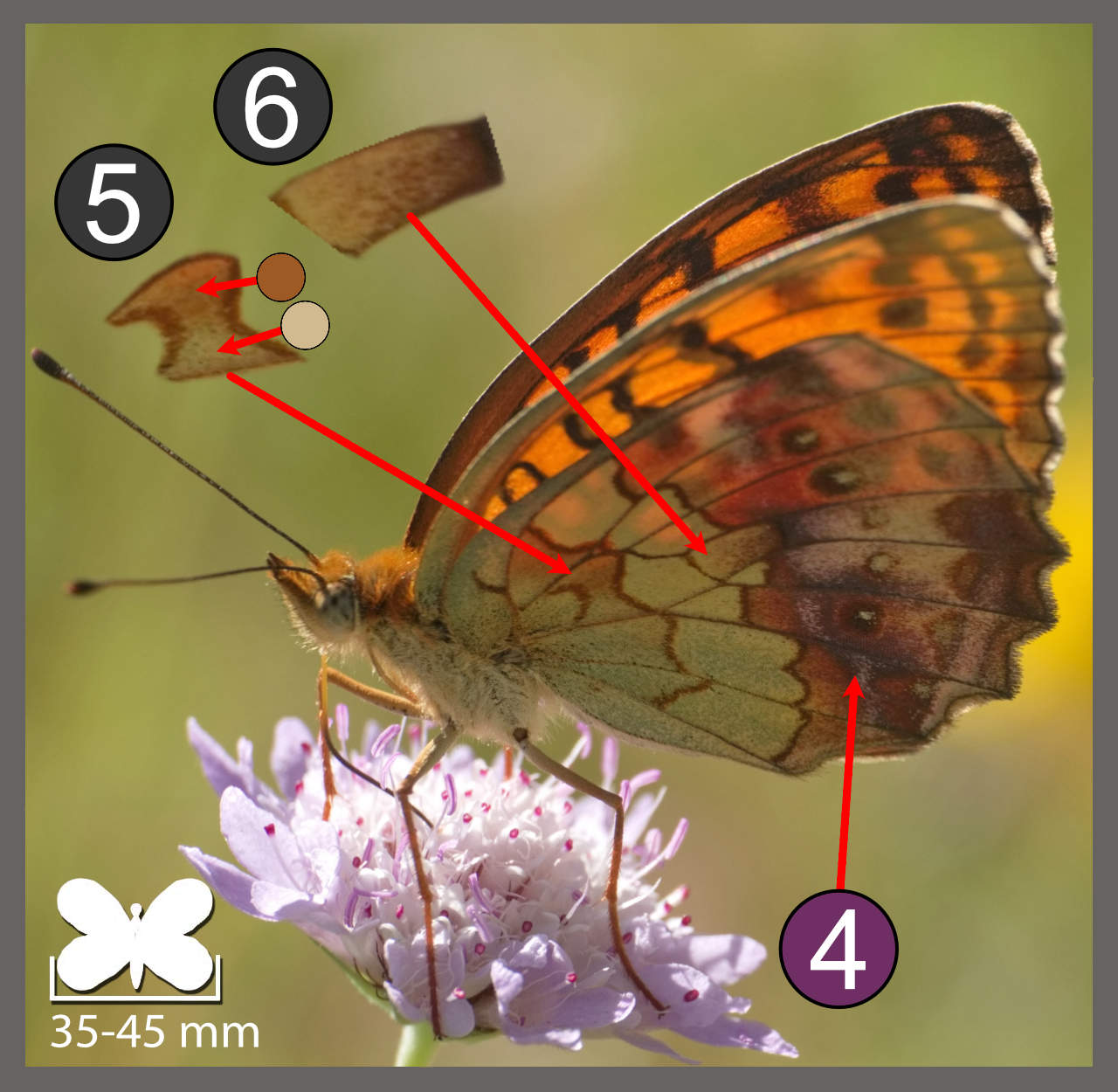 Nacré de la Ronce - Brenthis daphne | Identifier un insecte