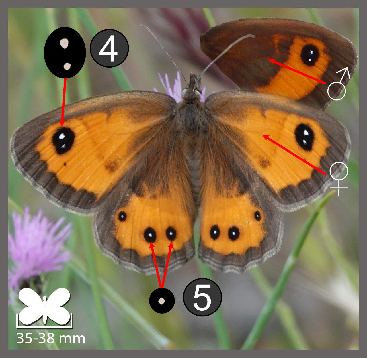 Ocellé rubané - Pyronia bathseba | Identifier un insecte