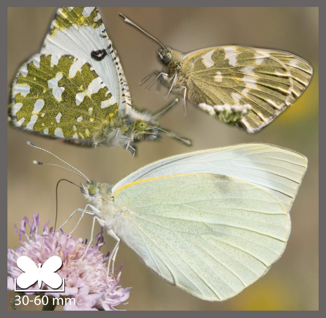 Piérides et Marbrés - Pieris et autres genres | Identifier un insecte