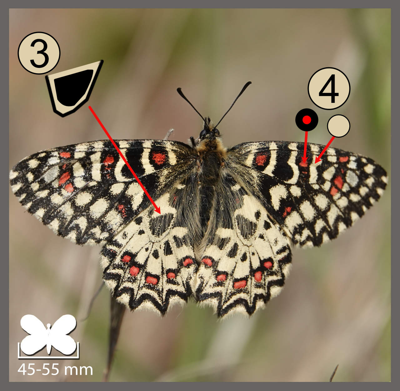 Proserpine - Zerynthia rumina | Identifier un insecte