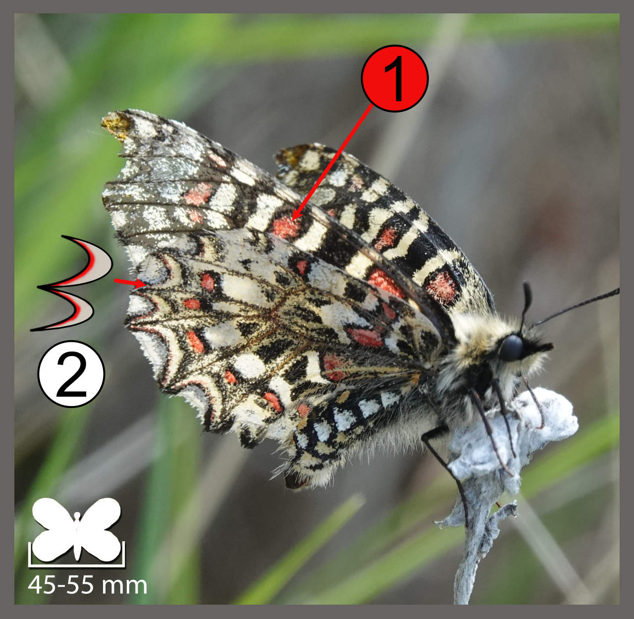 Proserpine - Zerynthia rumina | Identifier un insecte