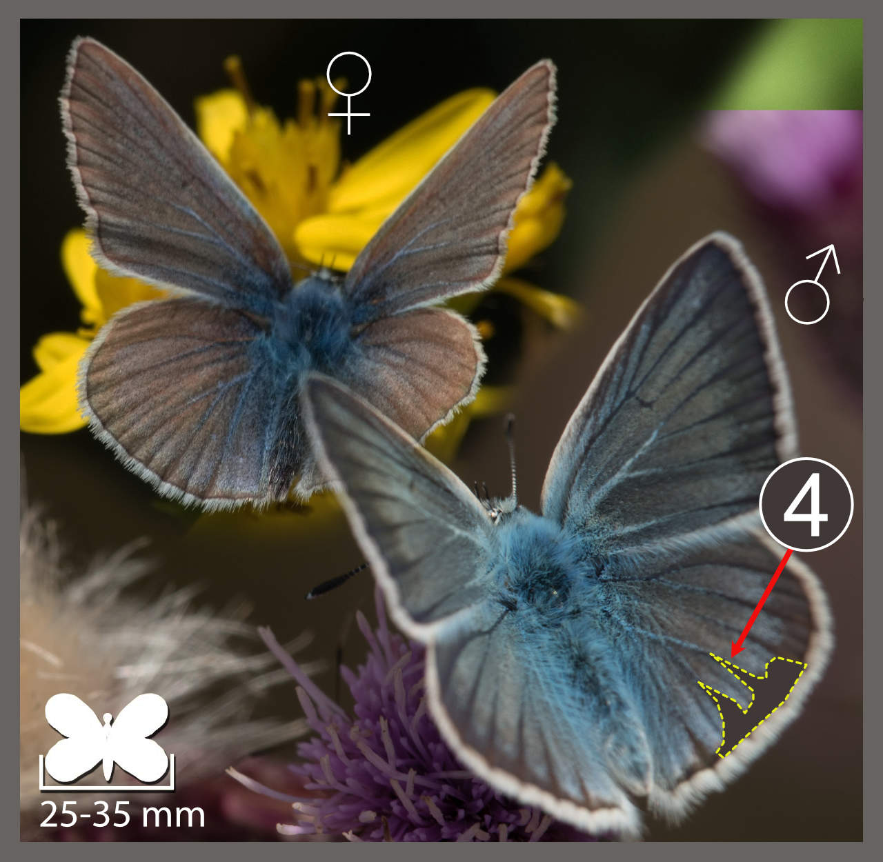 Sablé du Sainfoin - Polyommatus damon | Identifier un insecte