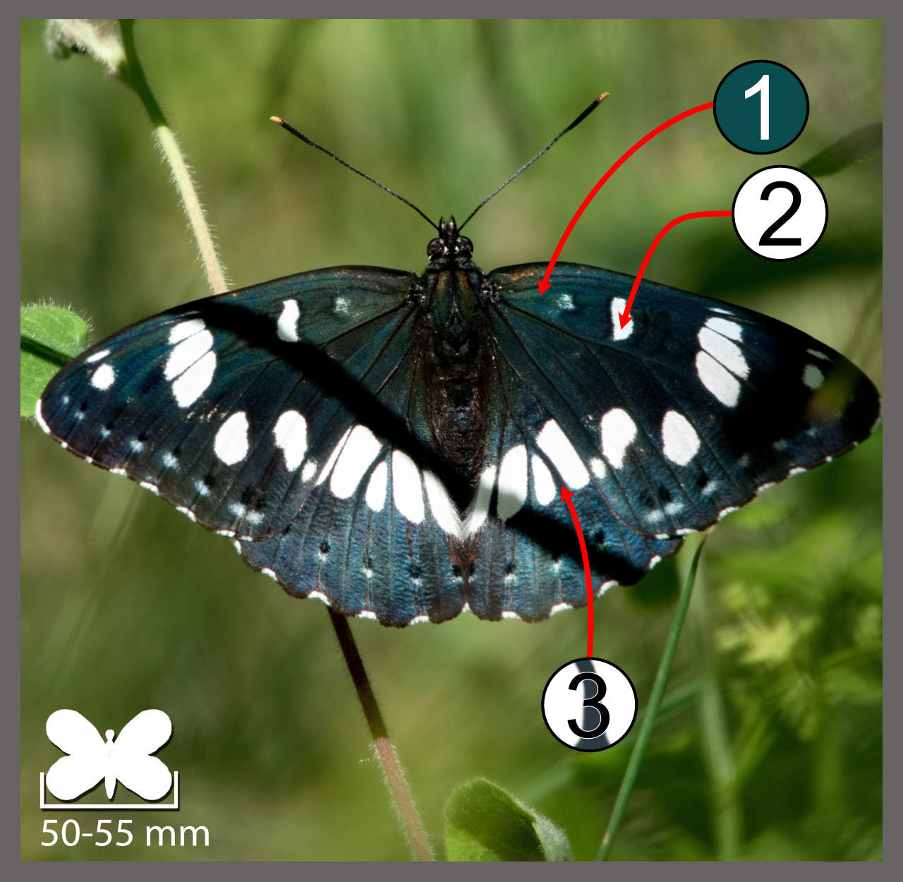 Sylvain azuré - Limenitis reducta | Identifier un insecte