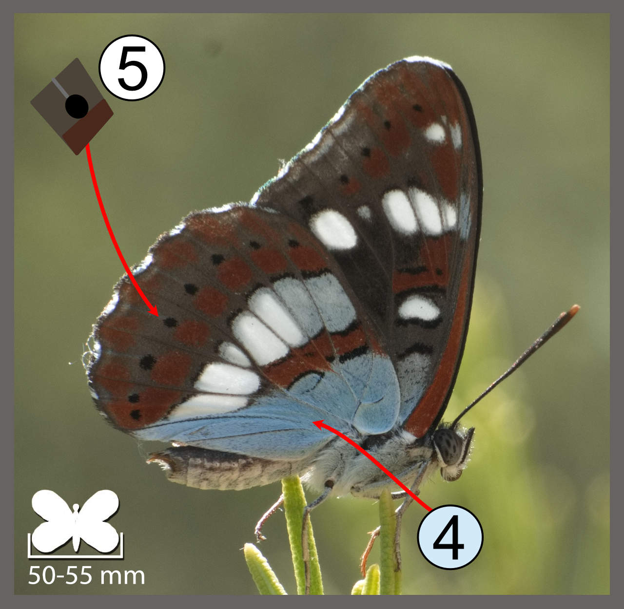 Sylvain azuré - Limenitis reducta | Identifier un insecte