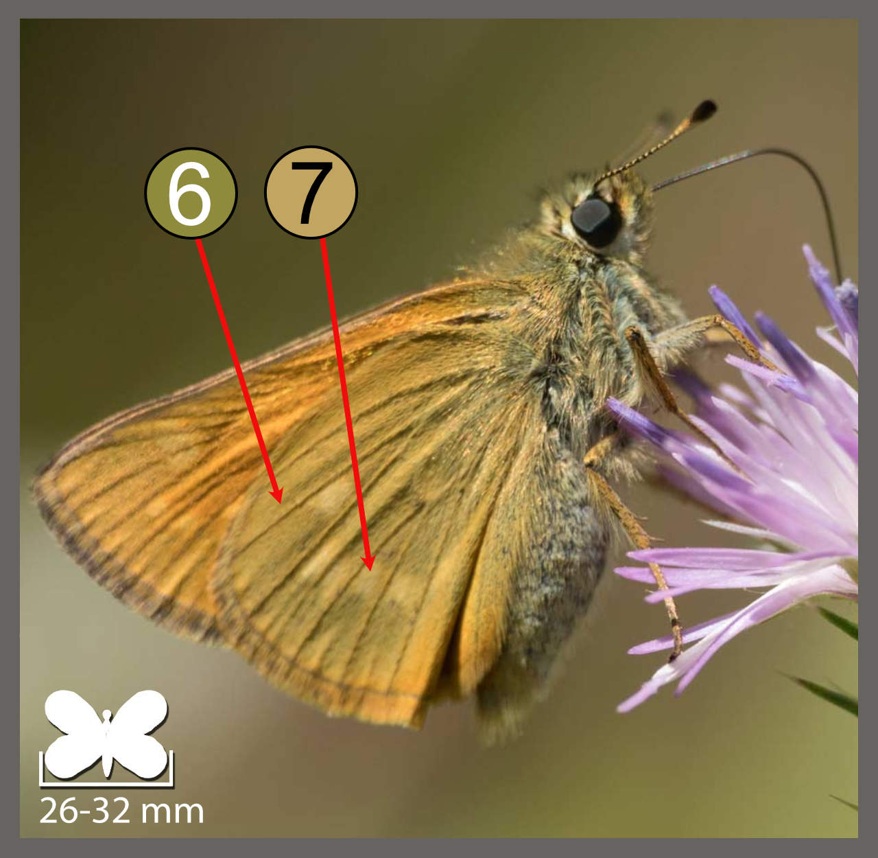 Sylvaine - Ochlodes sylvanus | Identifier un insecte