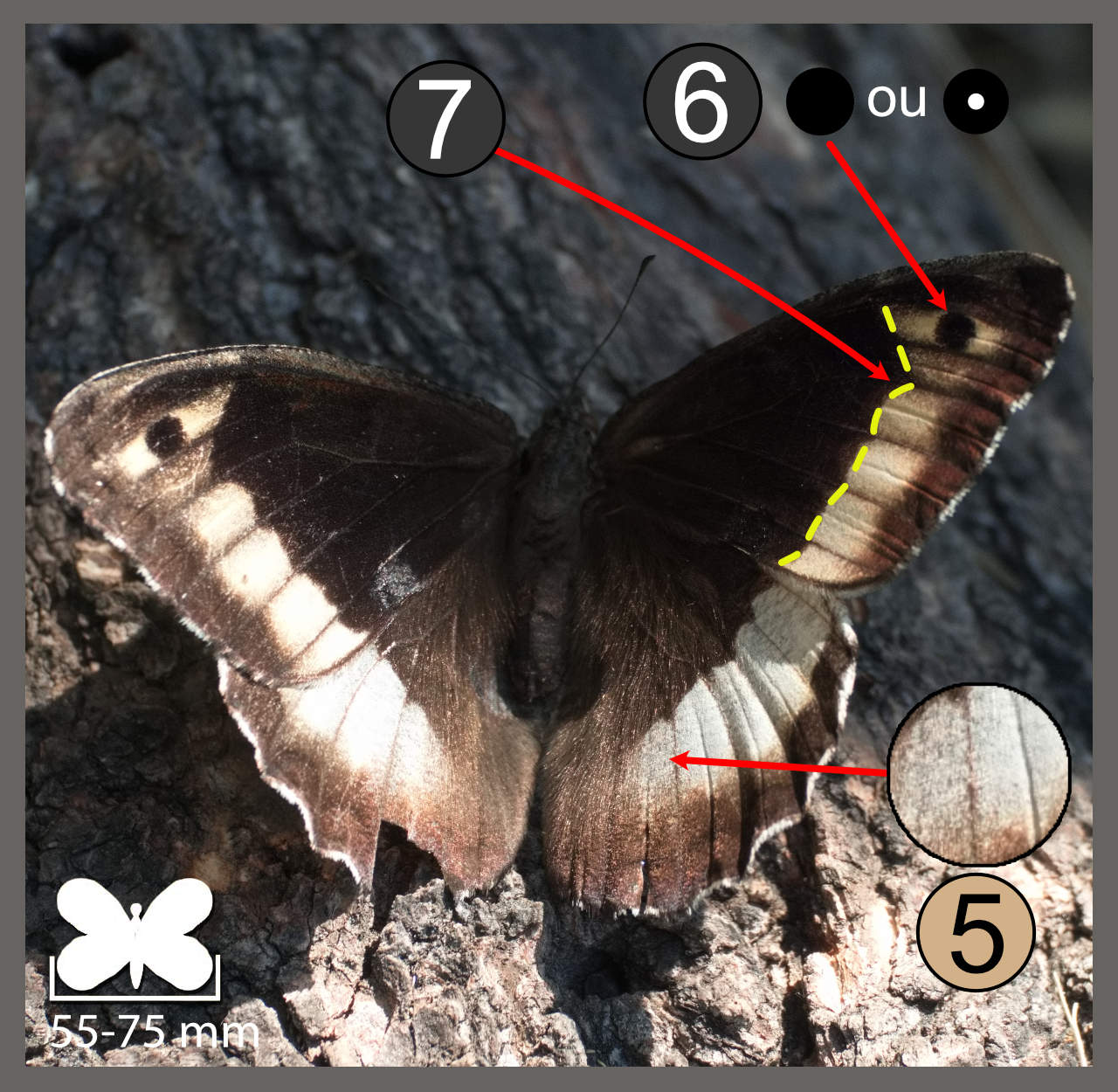 Sylvandres - Hipparchia sp. | Identifier un insecte
