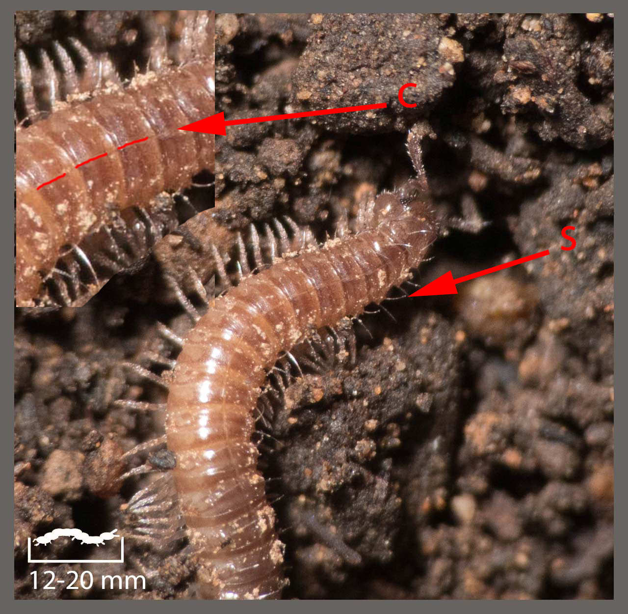Chordeuma - Chordeuma sp. | Identifier un crustacé ou un myriapode