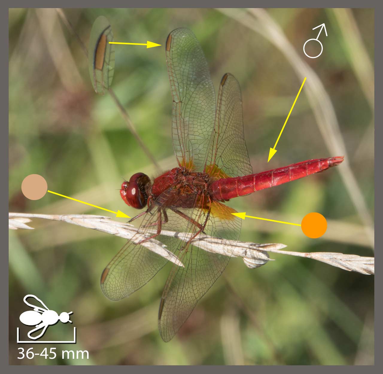 Crocothémis écarlate - Crocothemis erythraea | Identifier un insecte